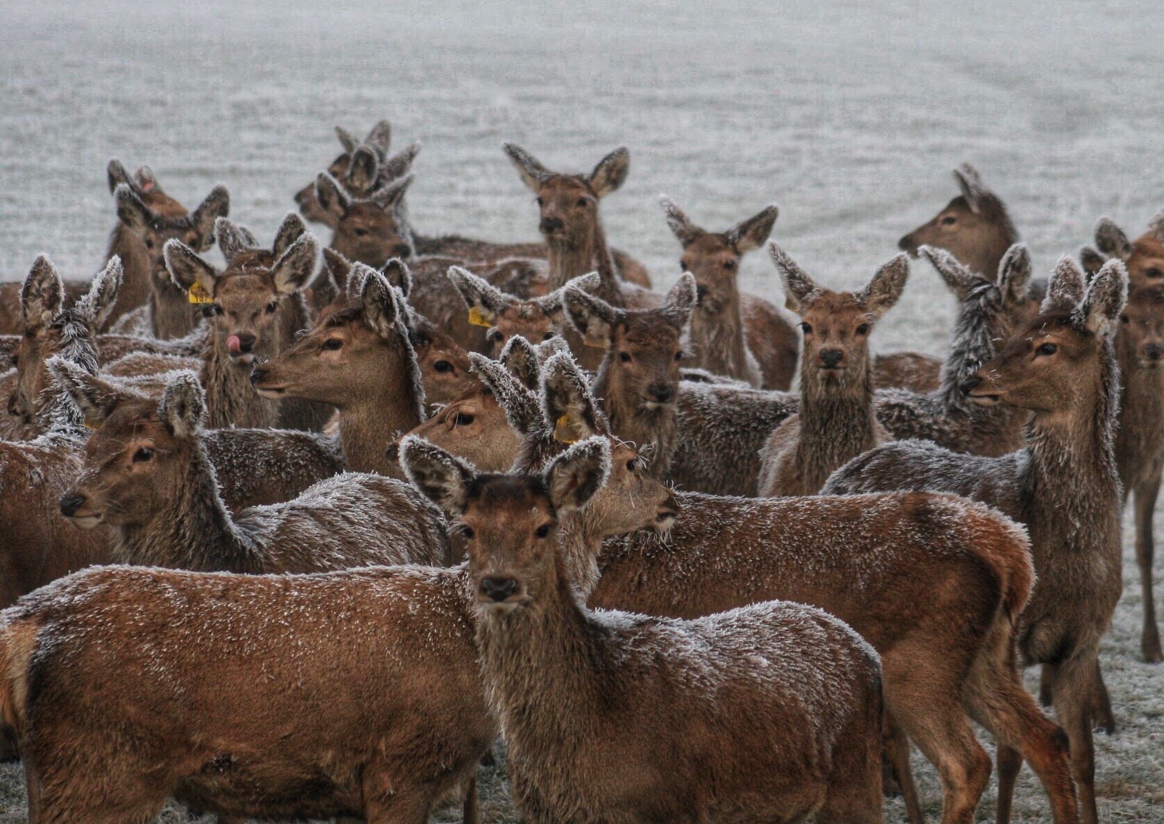 Gallery - Deer NZ