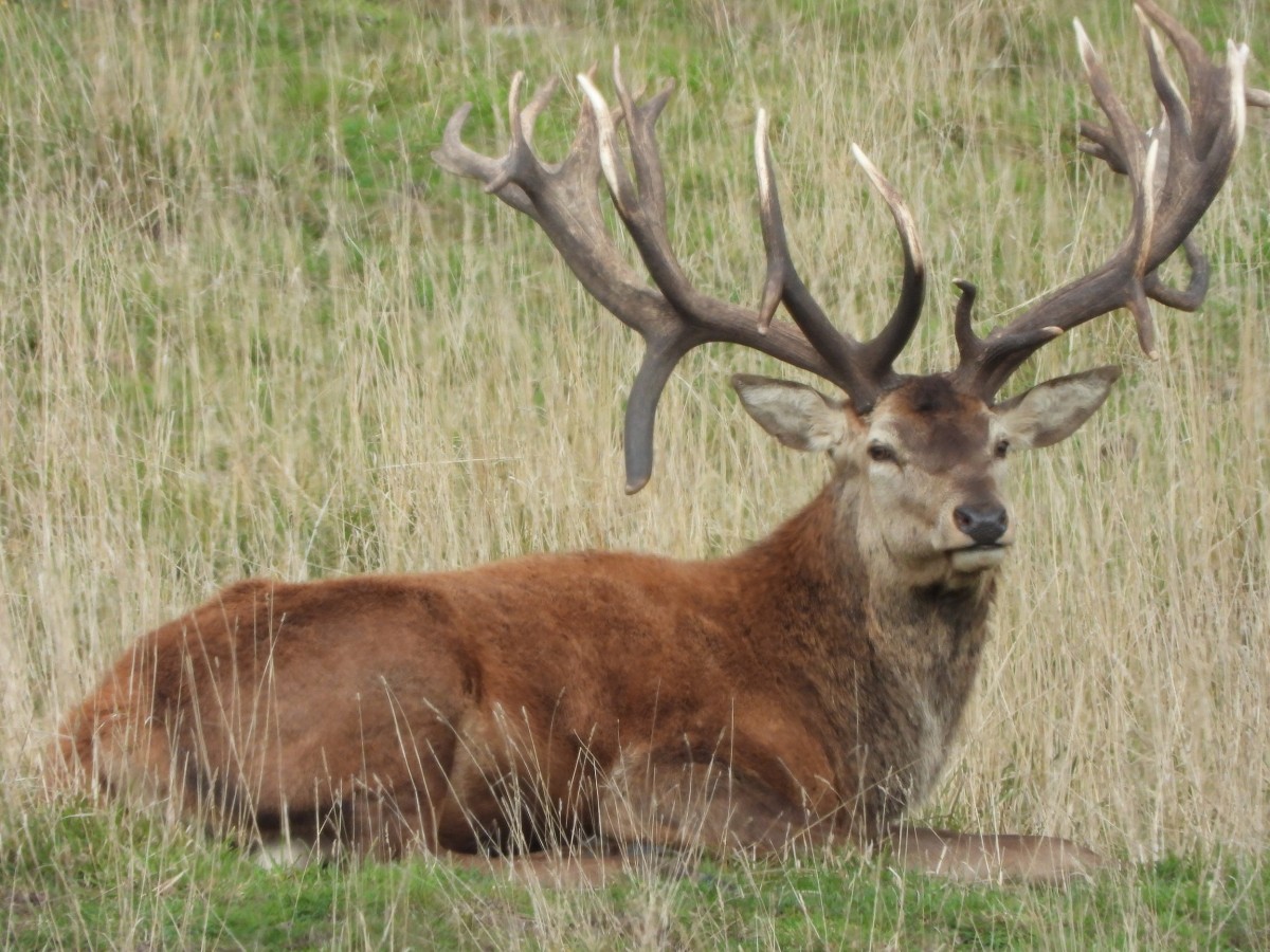 Deer in hard antler - Deer NZ