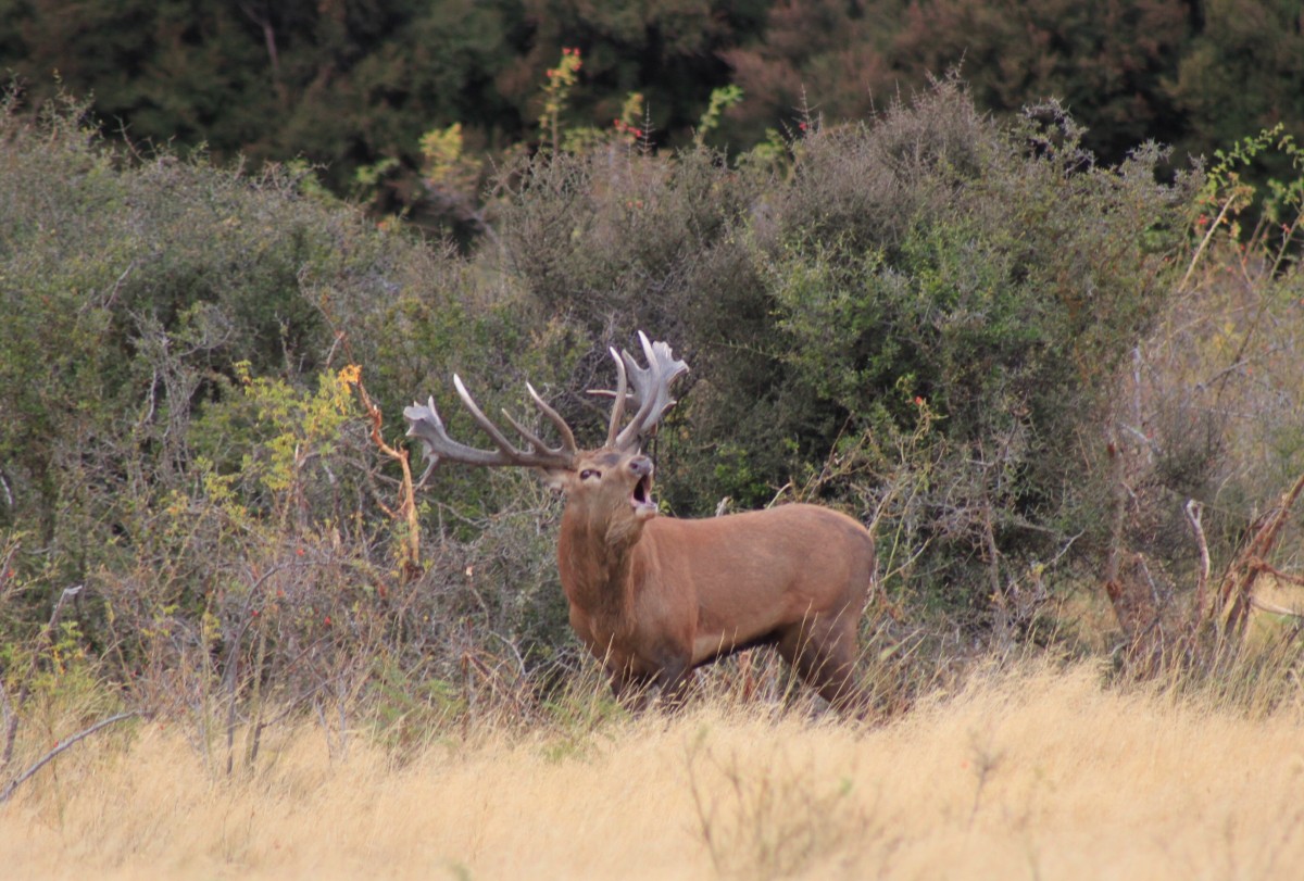 Deer in hard antler - Deer NZ