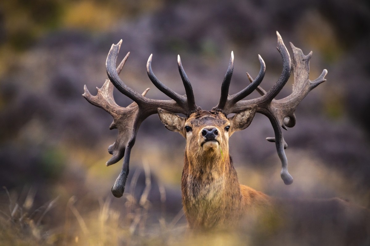 Deer in hard antler - Deer NZ