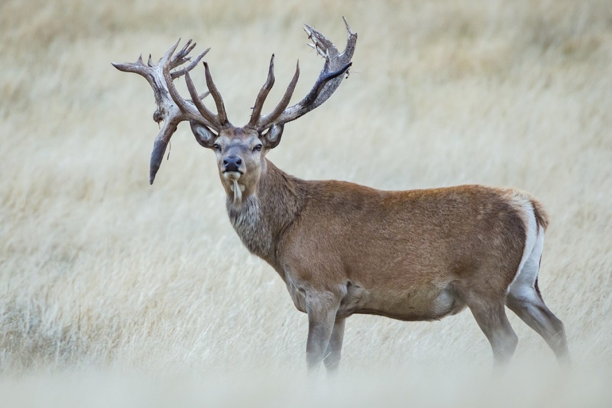 Deer in hard antler - Deer NZ