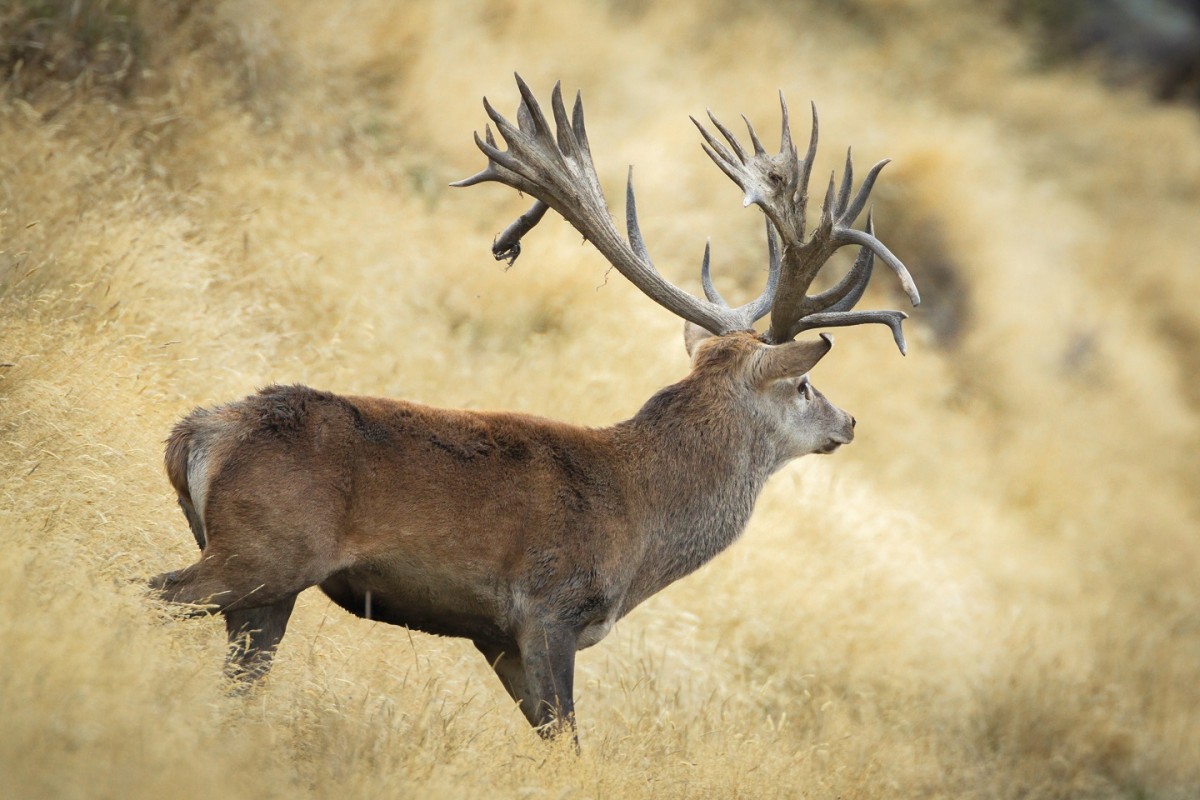 Deer in hard antler - Deer NZ