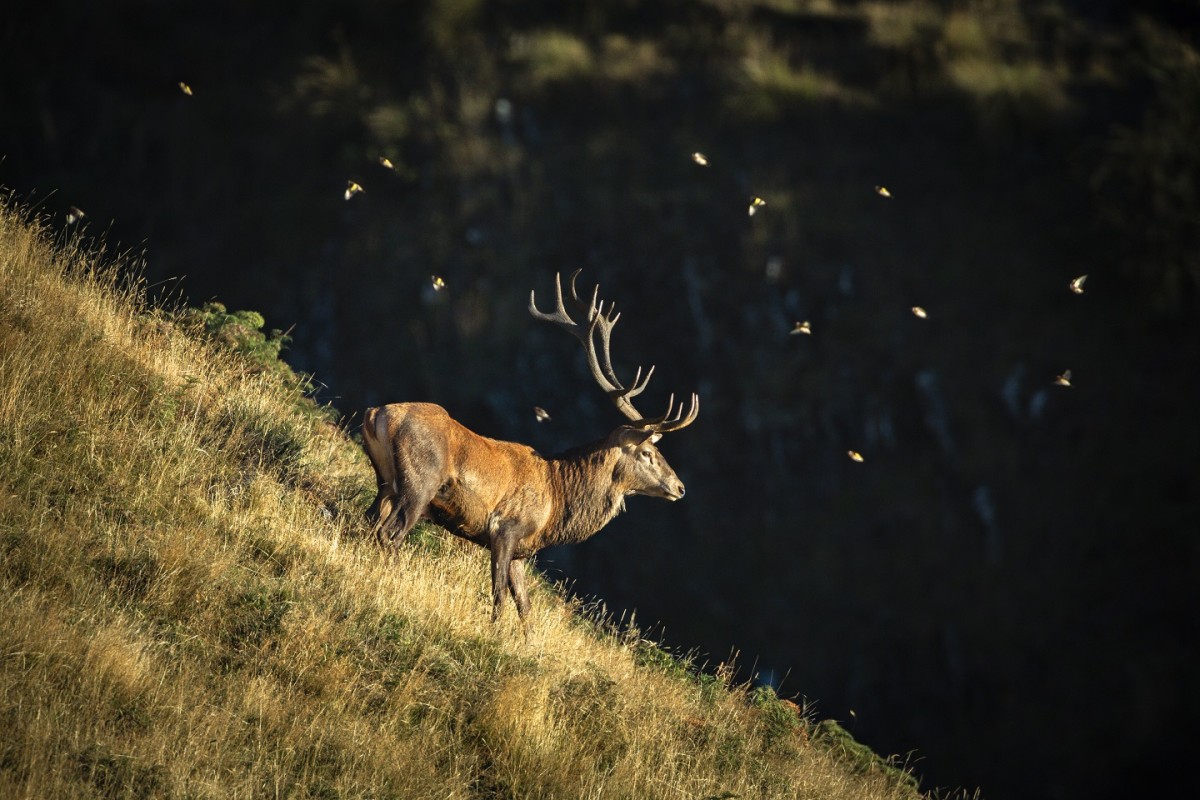 Deer in hard antler - Deer NZ