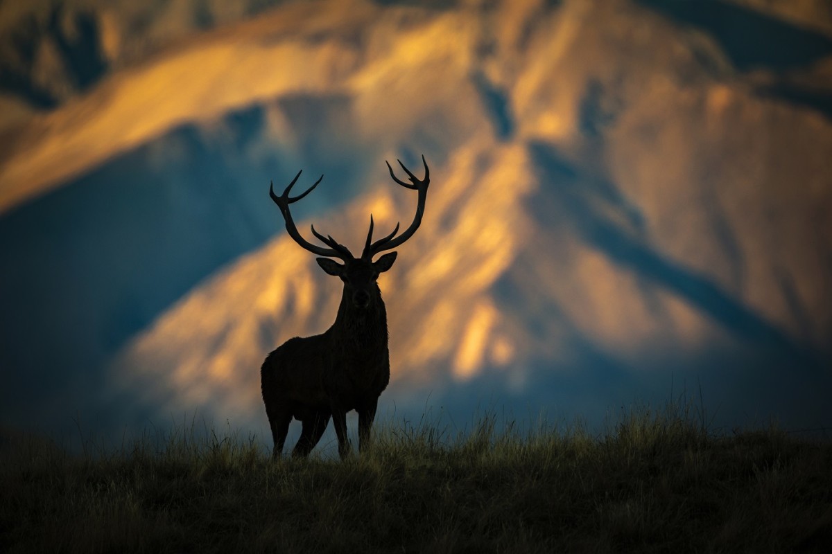 Deer in hard antler - Deer NZ