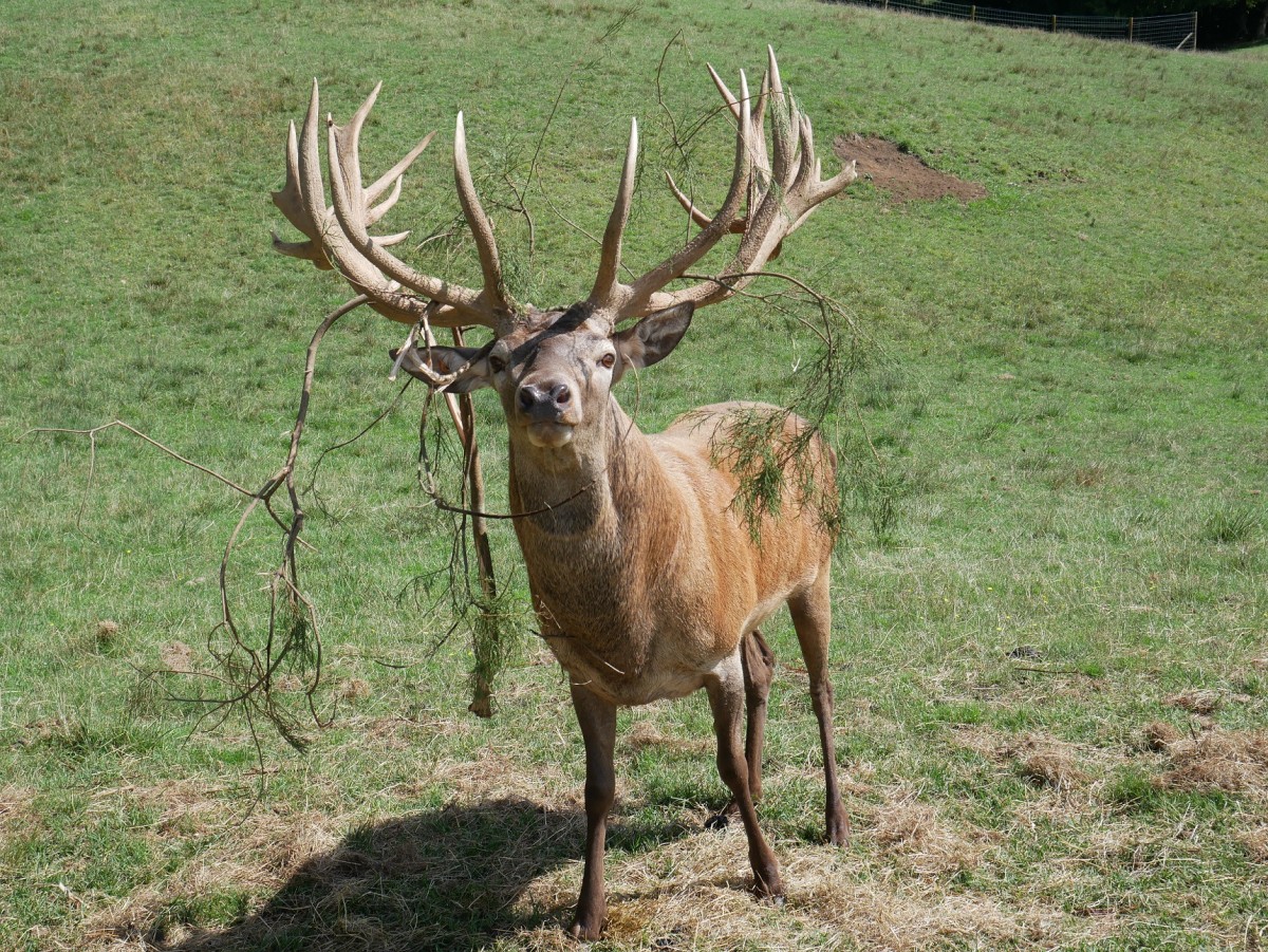 Deer in hard antler - Deer NZ