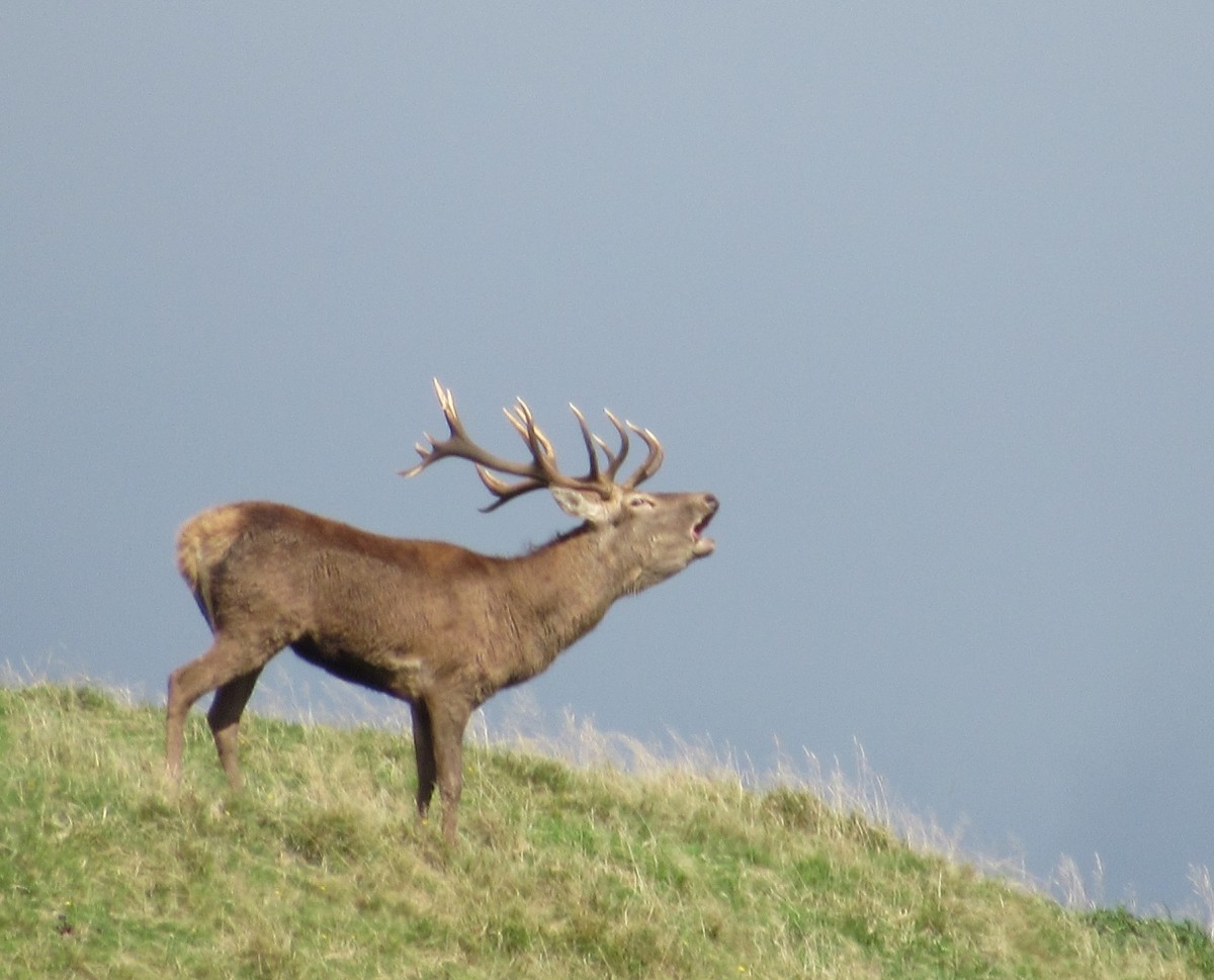 Deer in hard antler - Deer NZ