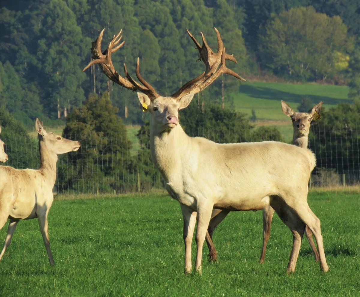 Deer in hard antler - Deer NZ