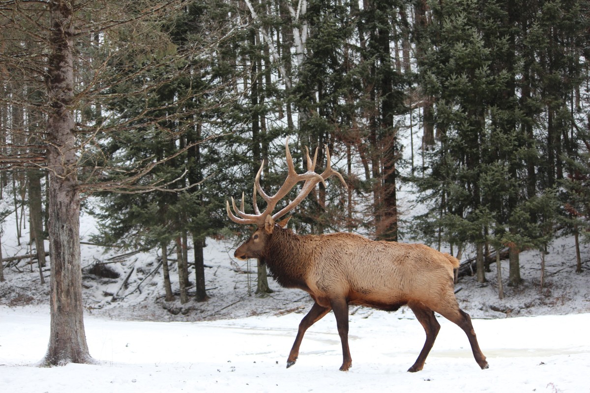 Deer in hard antler - Deer NZ