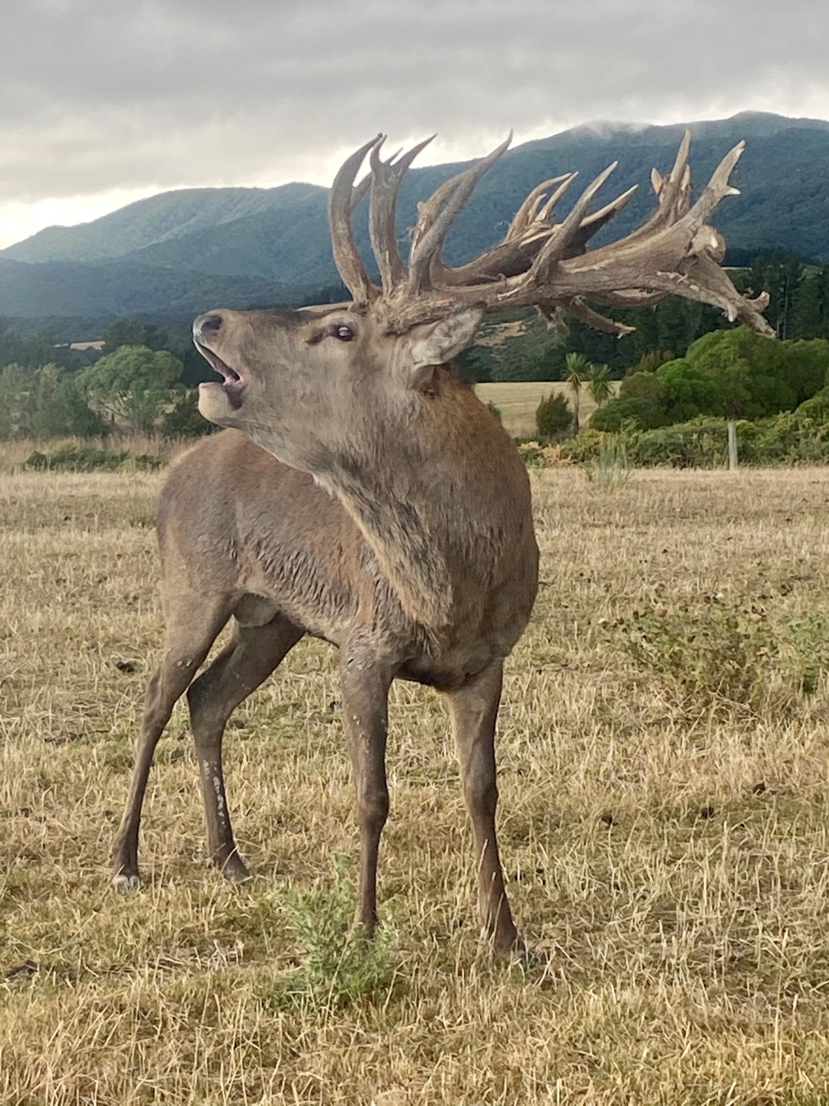 Deer in hard antler - Deer NZ