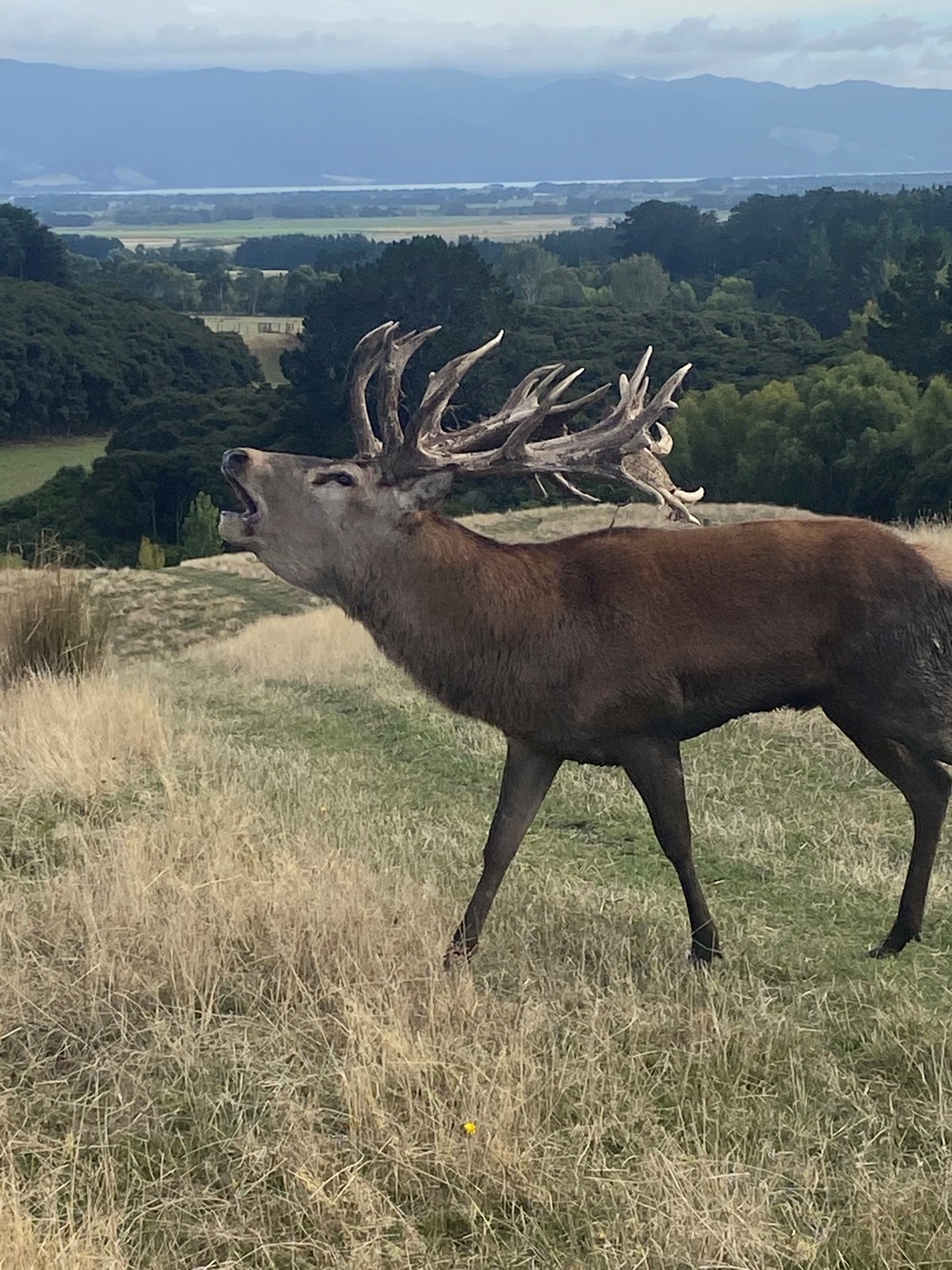 Deer in hard antler - Deer NZ