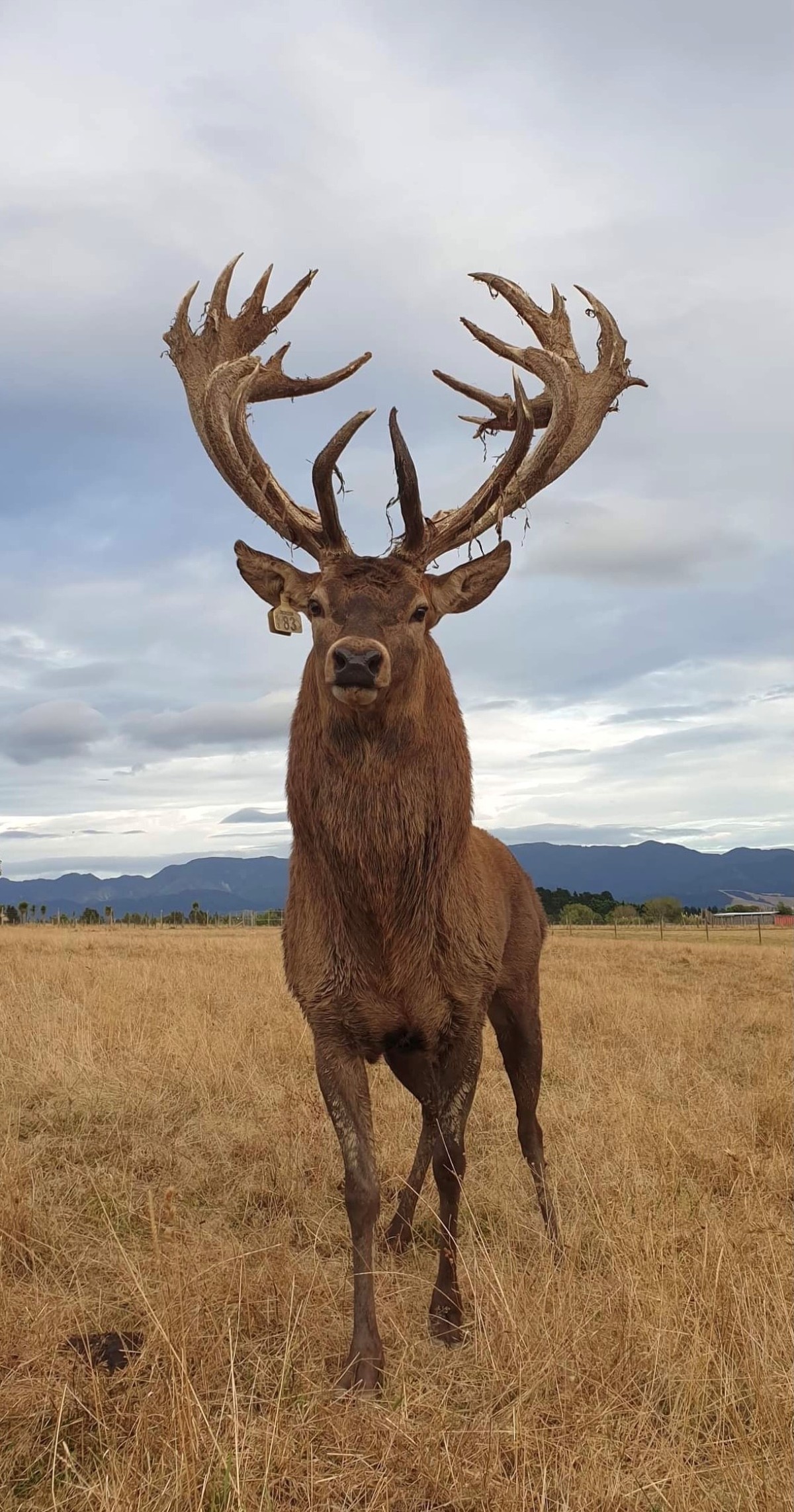 Deer in hard antler - Deer NZ